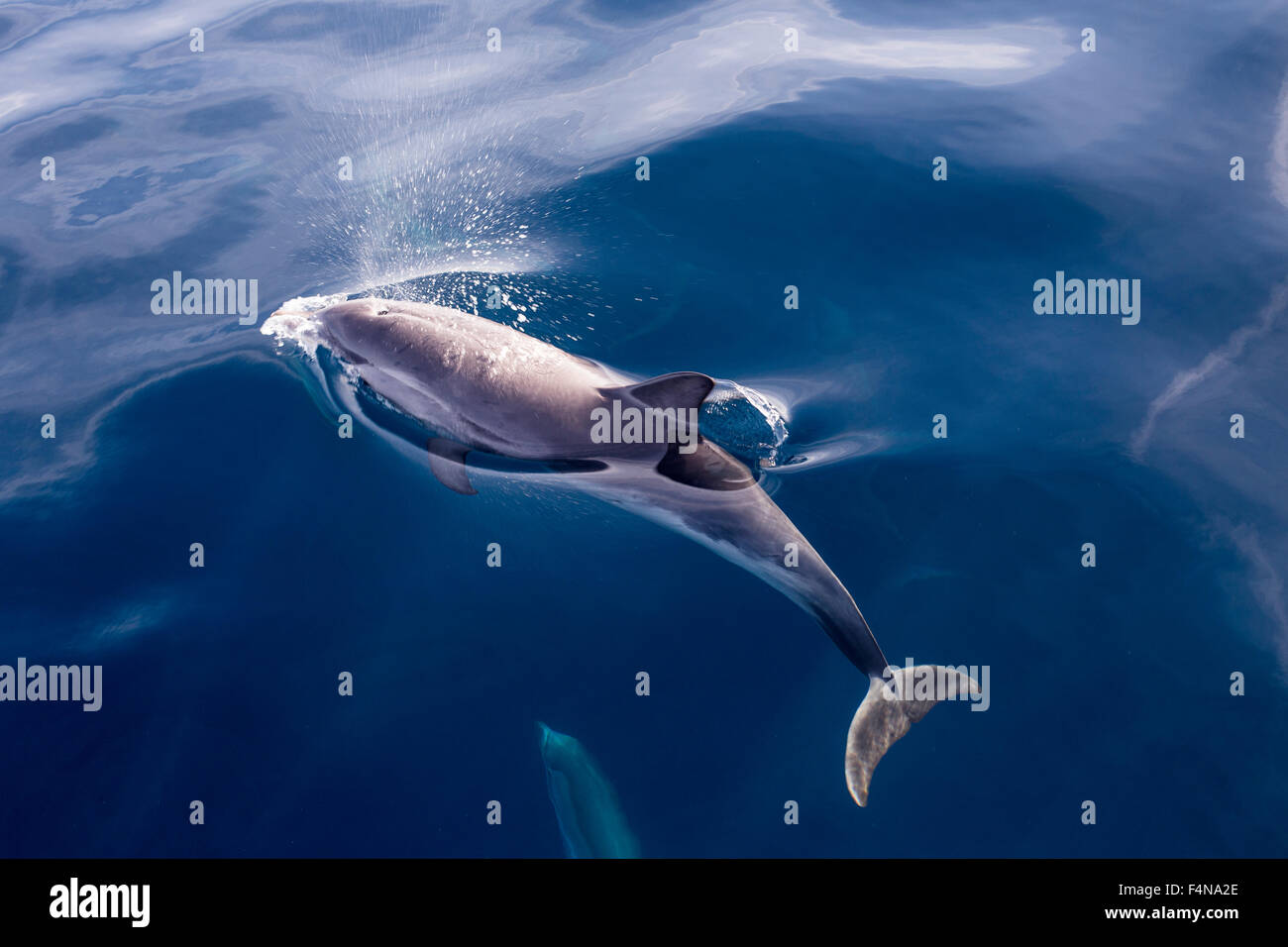 Striped dolphin, Stenella coeruleoalba Stock Photo - Alamy
