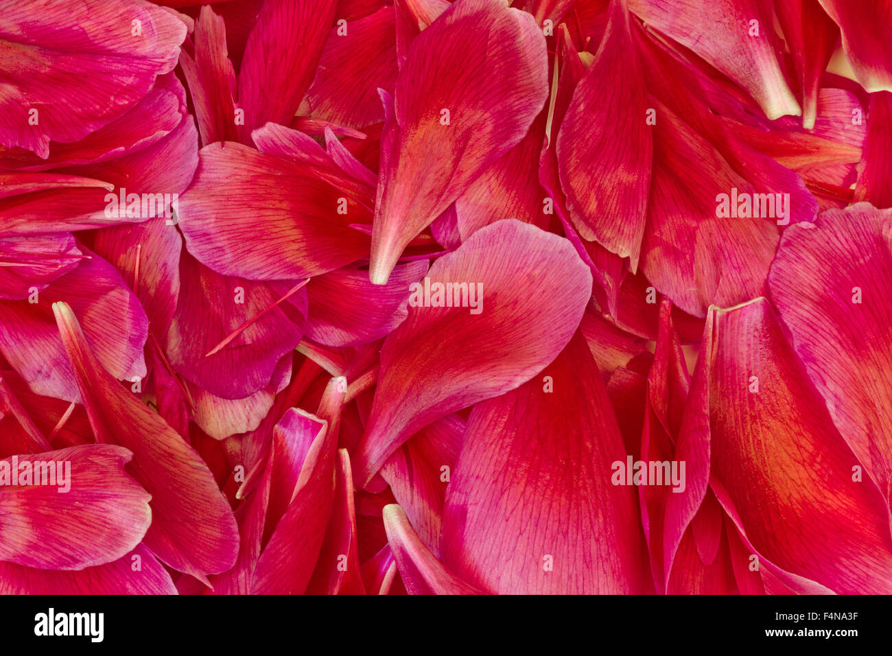 Flower petals background Stock Photo - Alamy