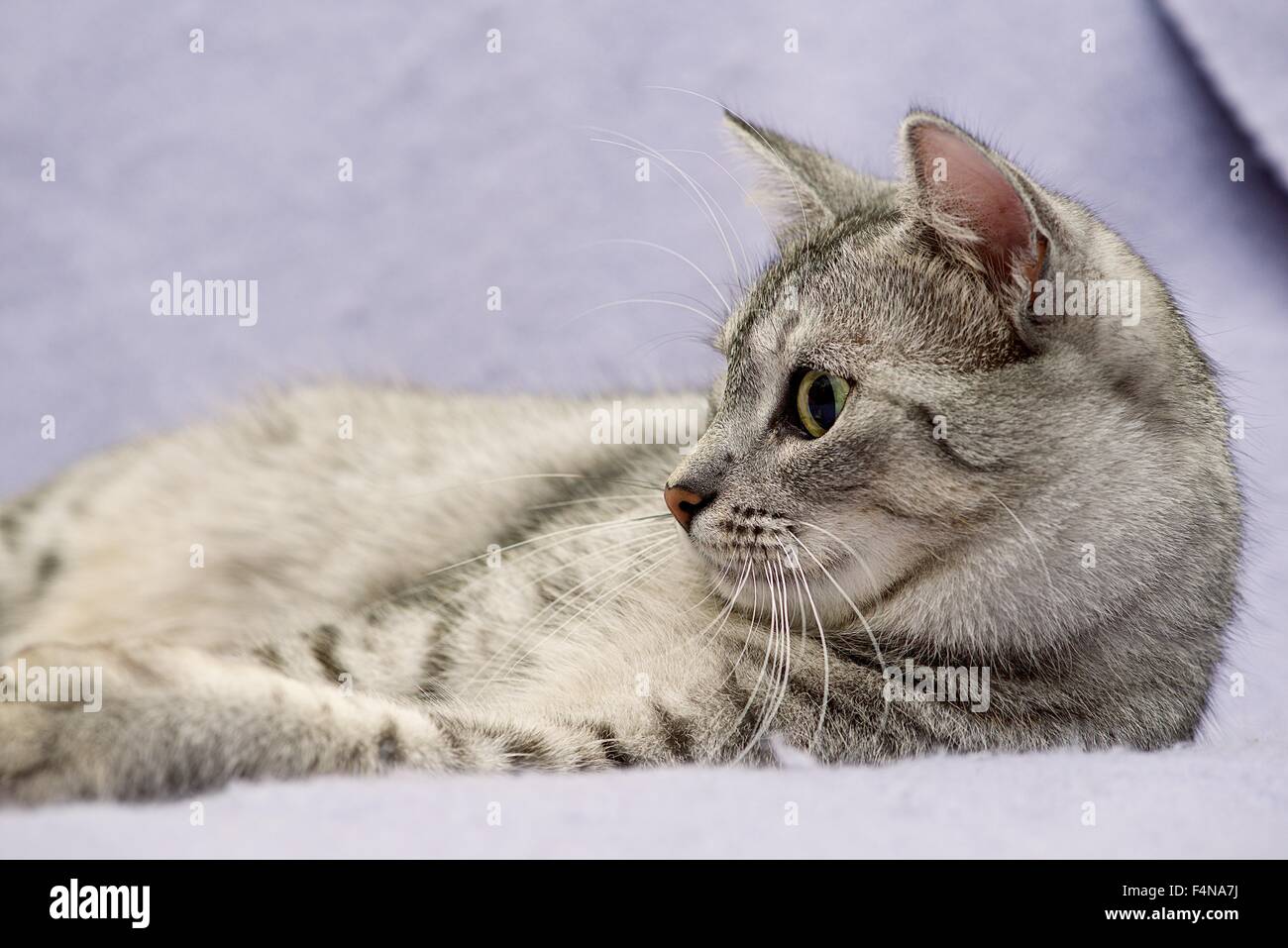 Cat on warm light background, curious cat, cat at home, funny cat ...