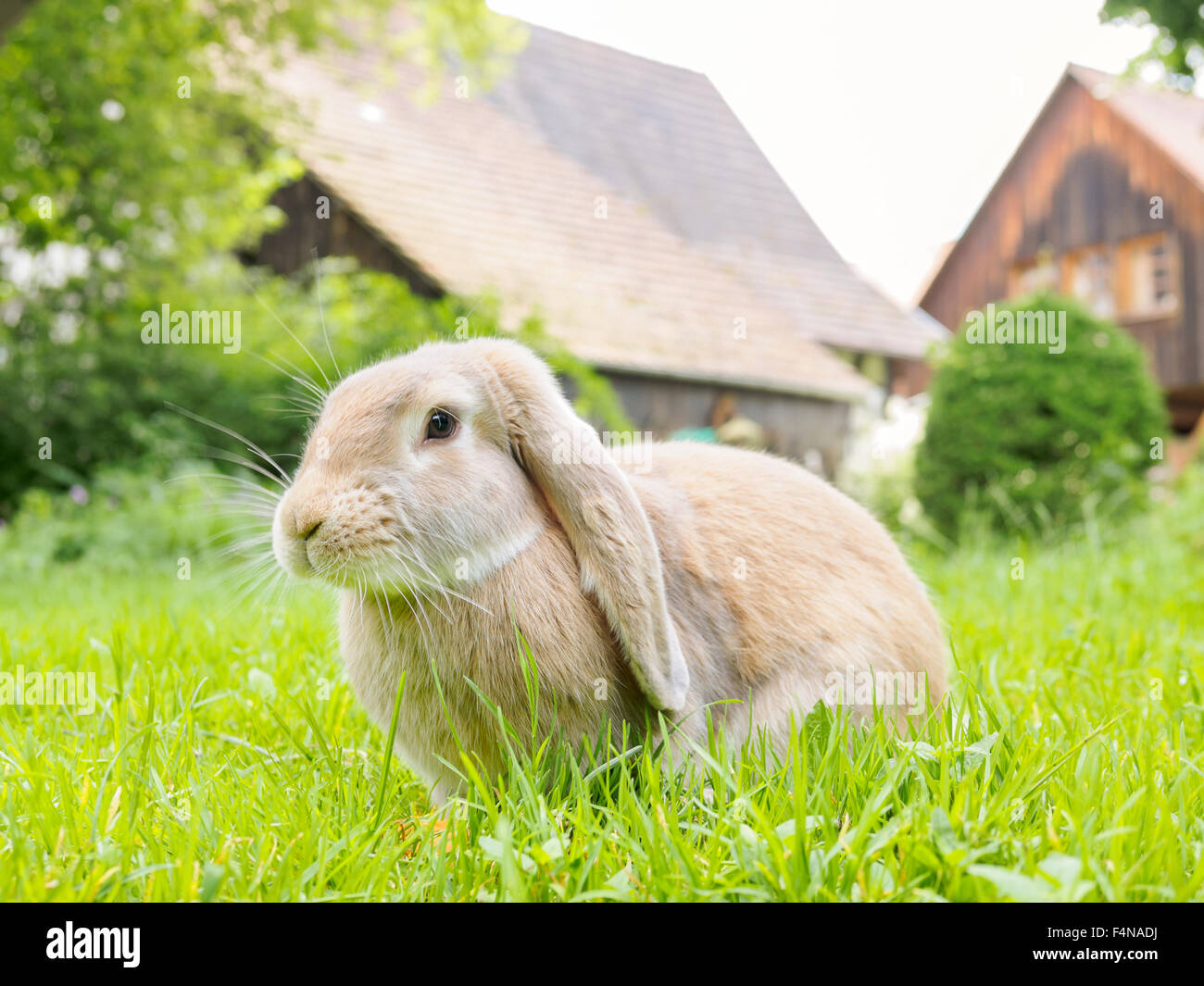 Germany, Rabbit in garden Stock Photo - Alamy