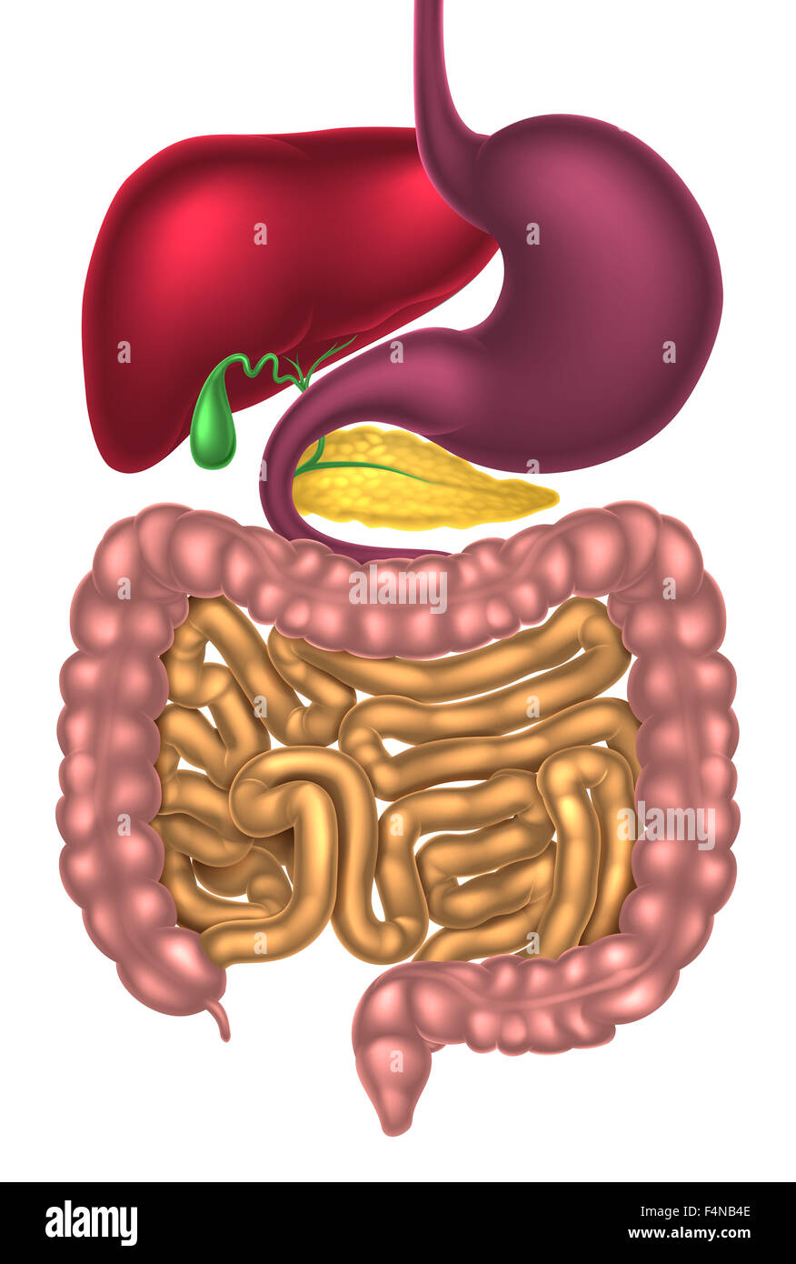 Human digestive system, digestive tract or alimentary canal Stock Photo ... Human digestive system, digestive tract or alimentary canal Stock Photo ...