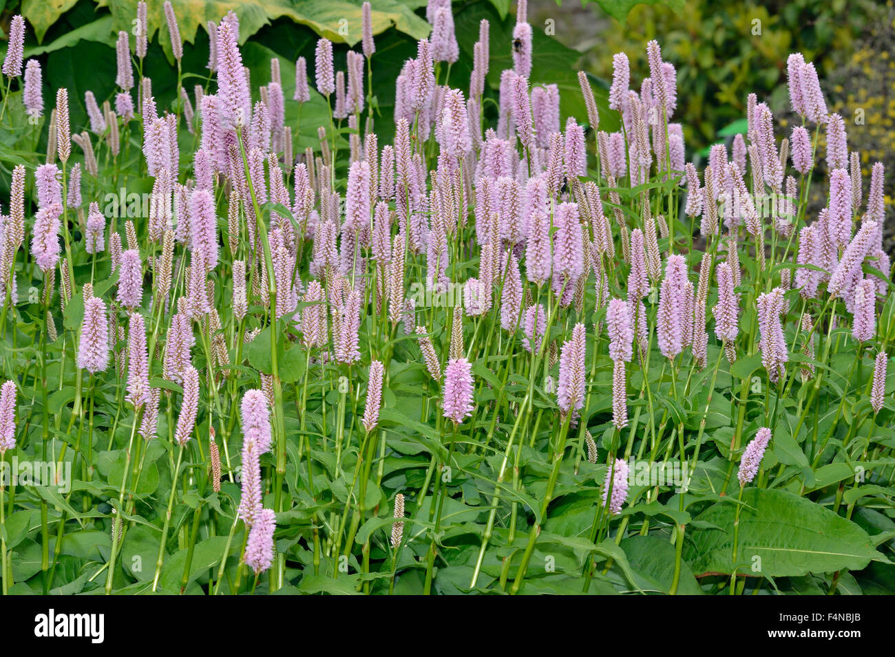 Common Bistort - Persicaria bistorta Mass of flowers Stock Photo - Alamy