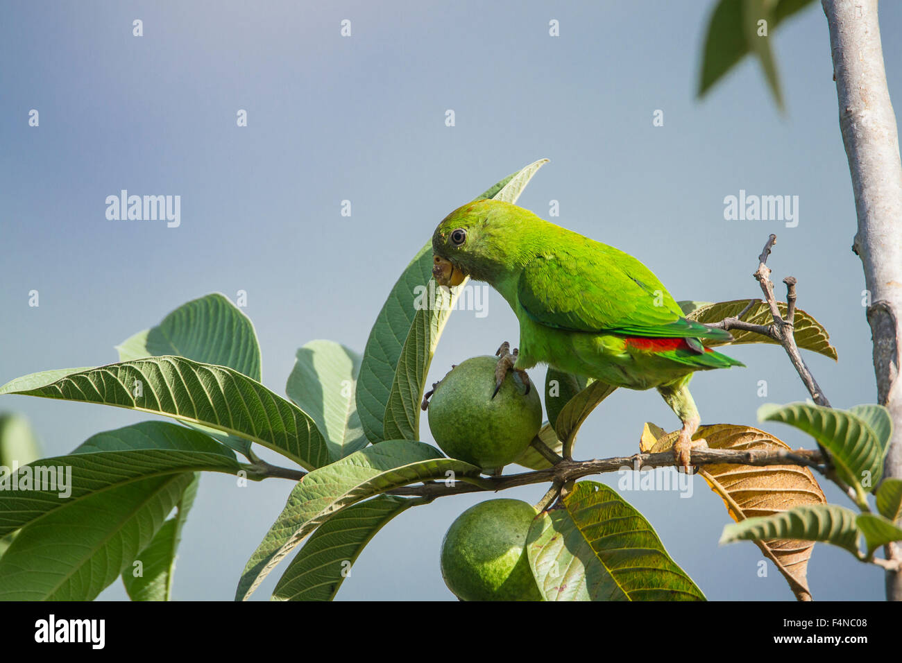 Ceylon Hanging-Parrot specie Loriculus beryllinus Stock Photo - Alamy