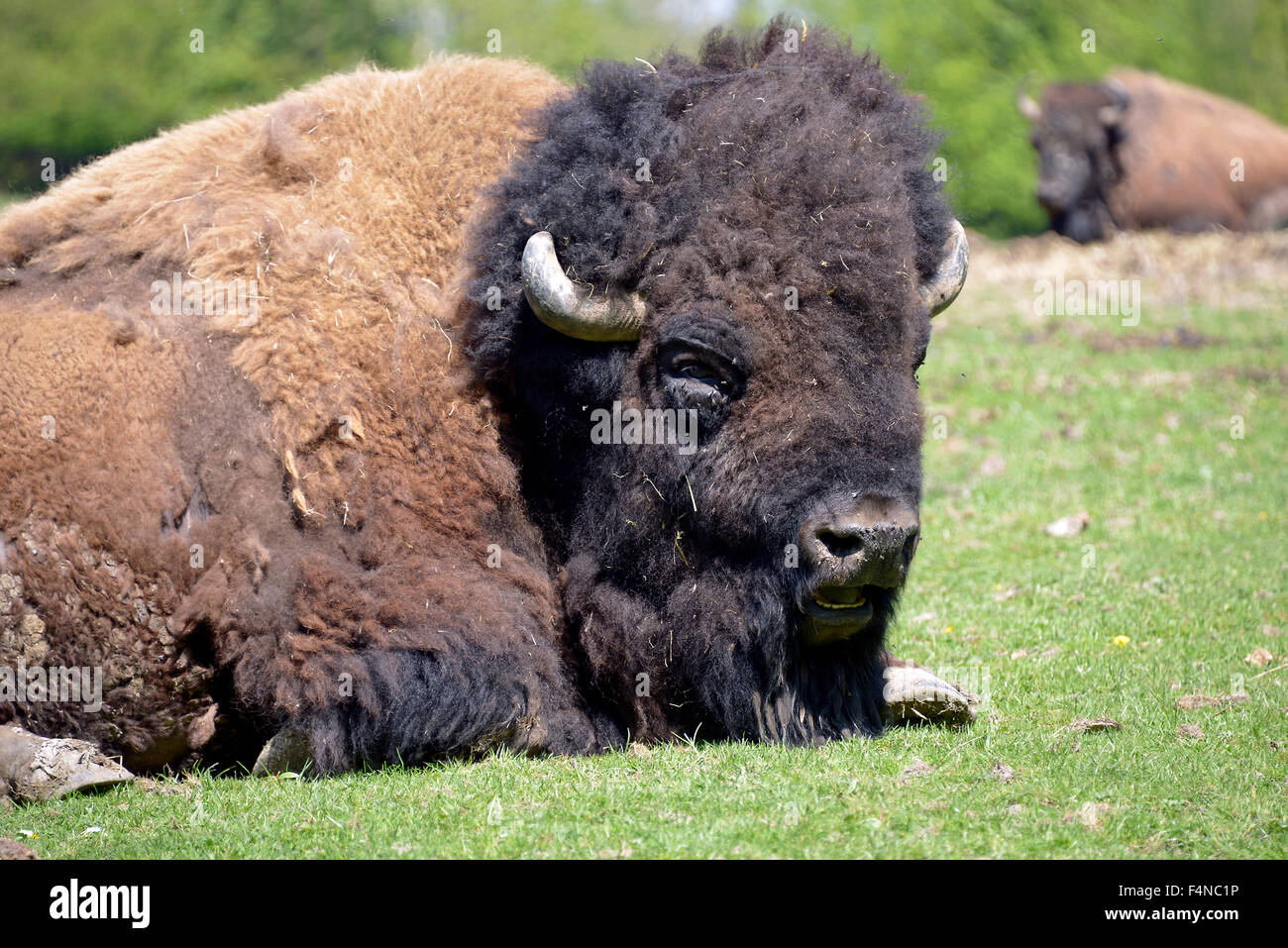 Portrait American bison Stock Photo - Alamy