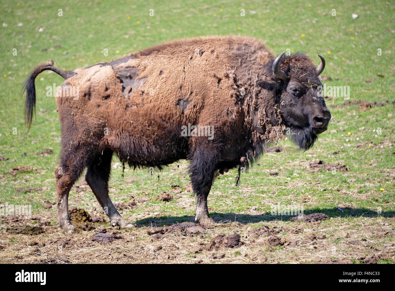Bison horn hi-res stock photography and images - Alamy