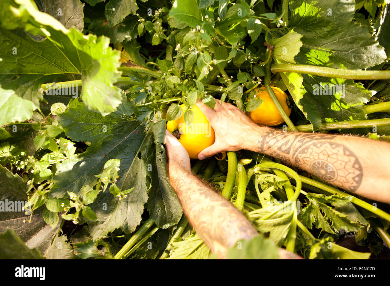 Man's hands harvesting yellow courgettes Stock Photo - Alamy
