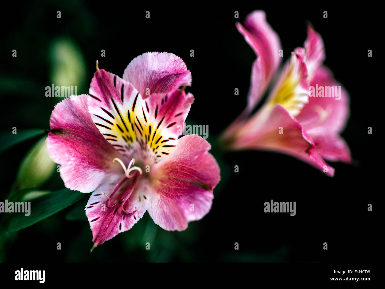 Detail of a garden flower, Alstroemeria aurea Stock Photo - Alamy