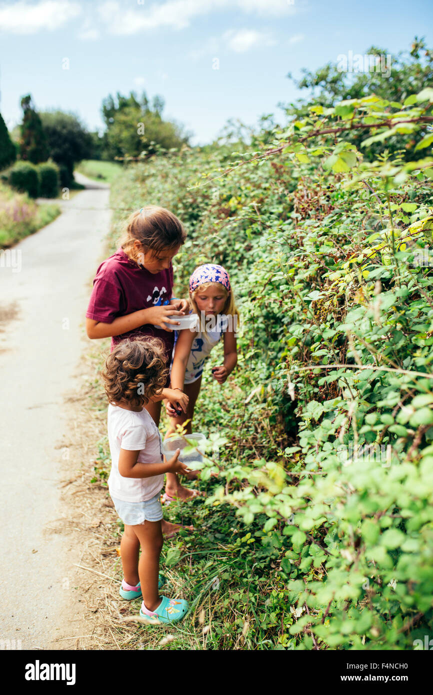 Three girls picking blackberries Stock Photo - Alamy Three girls picking blackberries Stock Photo - Alamy