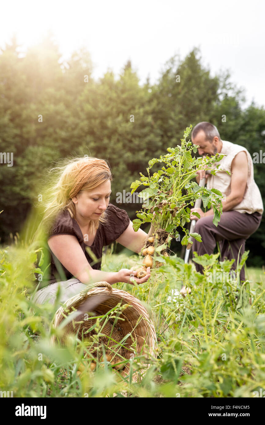 Woman and man harvesting potatoes by hand Stock Photo - Alamy