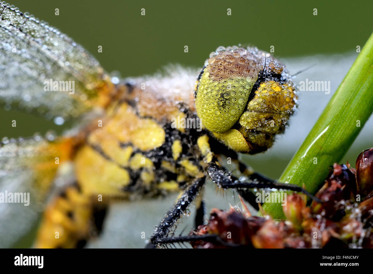 Wet Black darter Stock Photo - Alamy