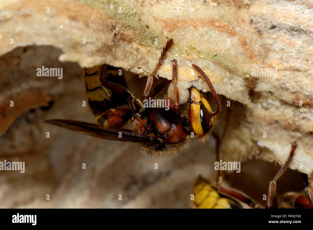 Hornet eating hi-res stock photography and images - Alamy