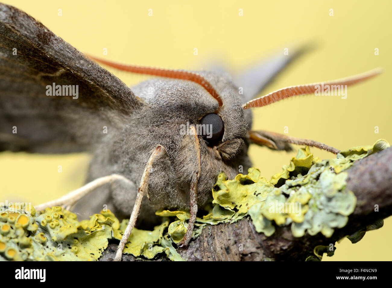 Poplar hawkmoth kingdom hi-res stock photography and images - Alamy