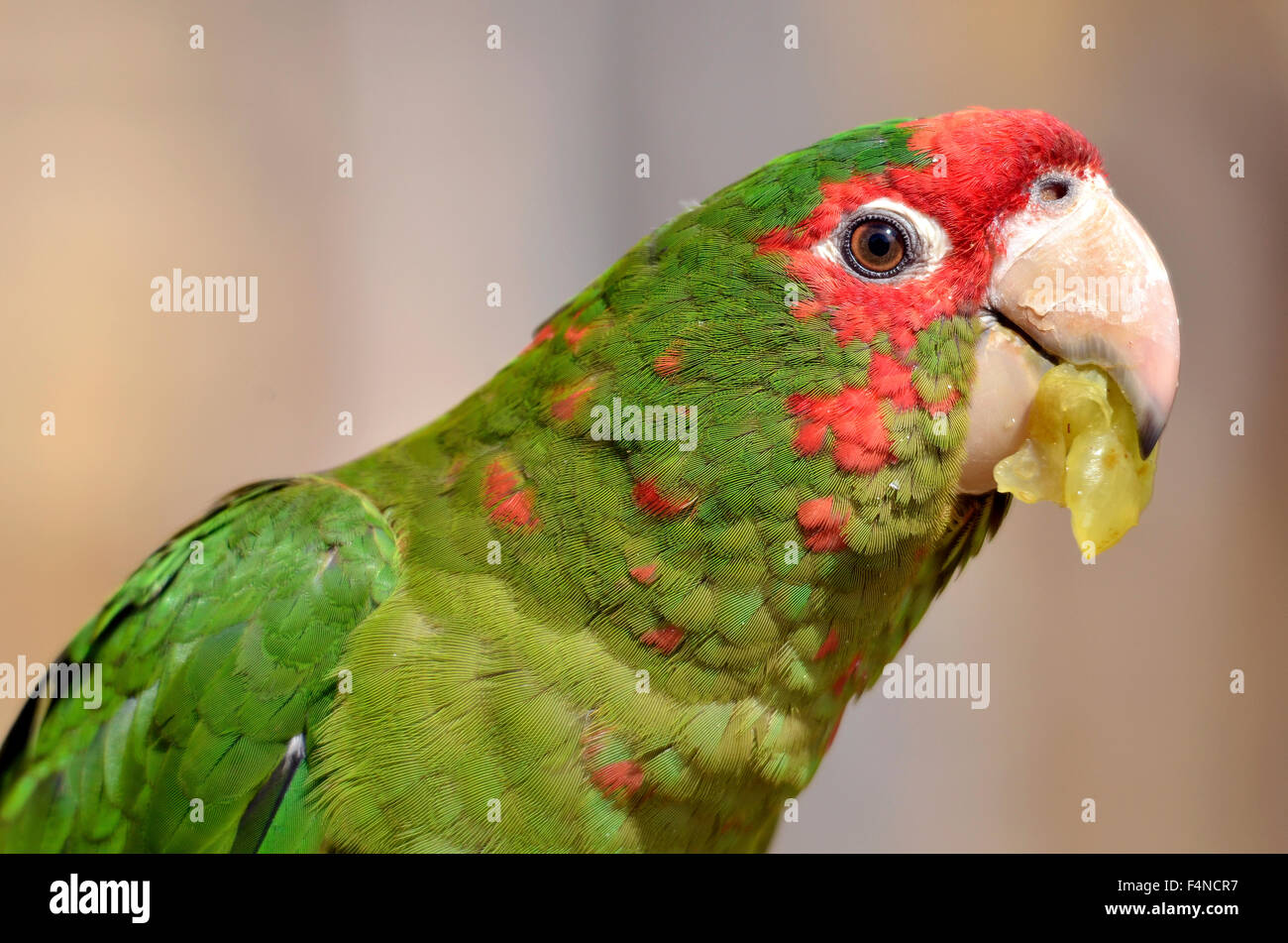 Military macaw ara militaris hi-res stock photography and images - Alamy