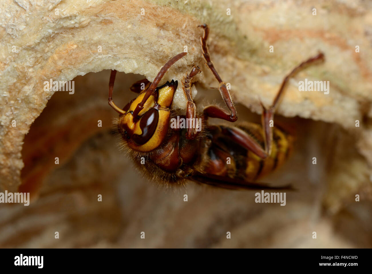 Hornet eating hi-res stock photography and images - Alamy
