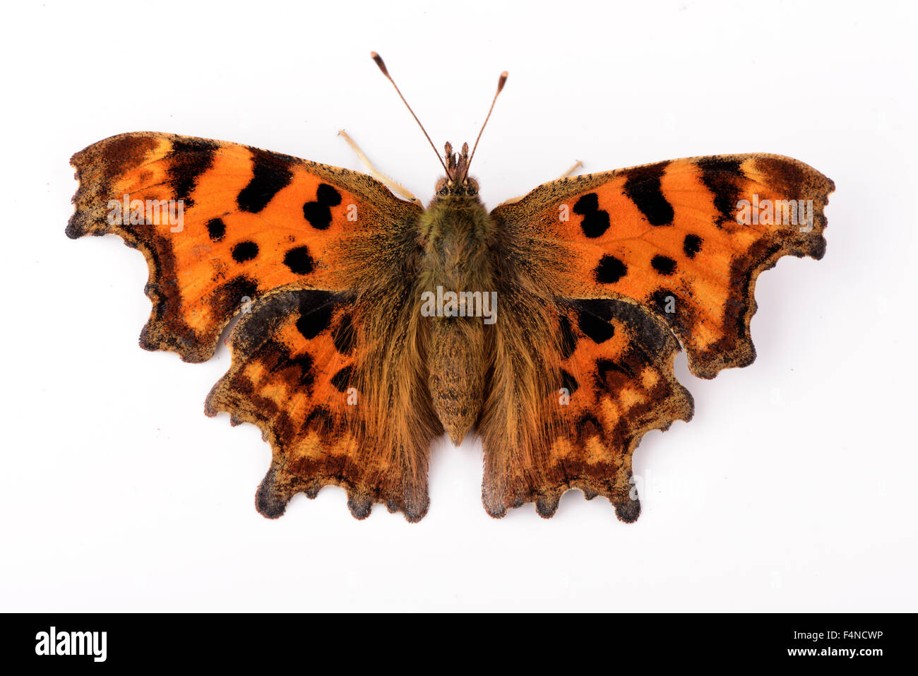 Album no Cut Out Stock Images & Pictures - Alamy