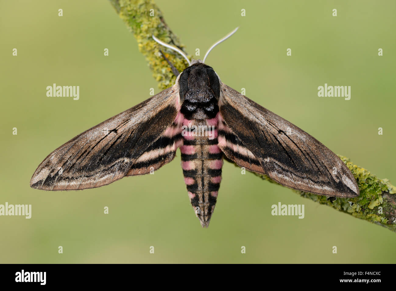 Privet Hawk Moth, Sphinx ligustri Stock Photo - Alamy