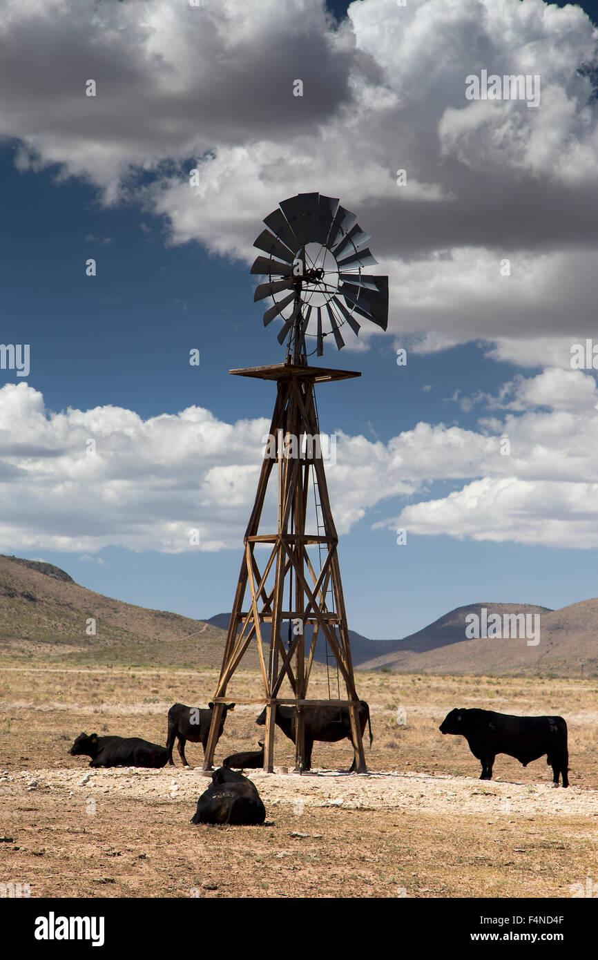 USA, Texas, cattle at water windmill Stock Photo - Alamy
