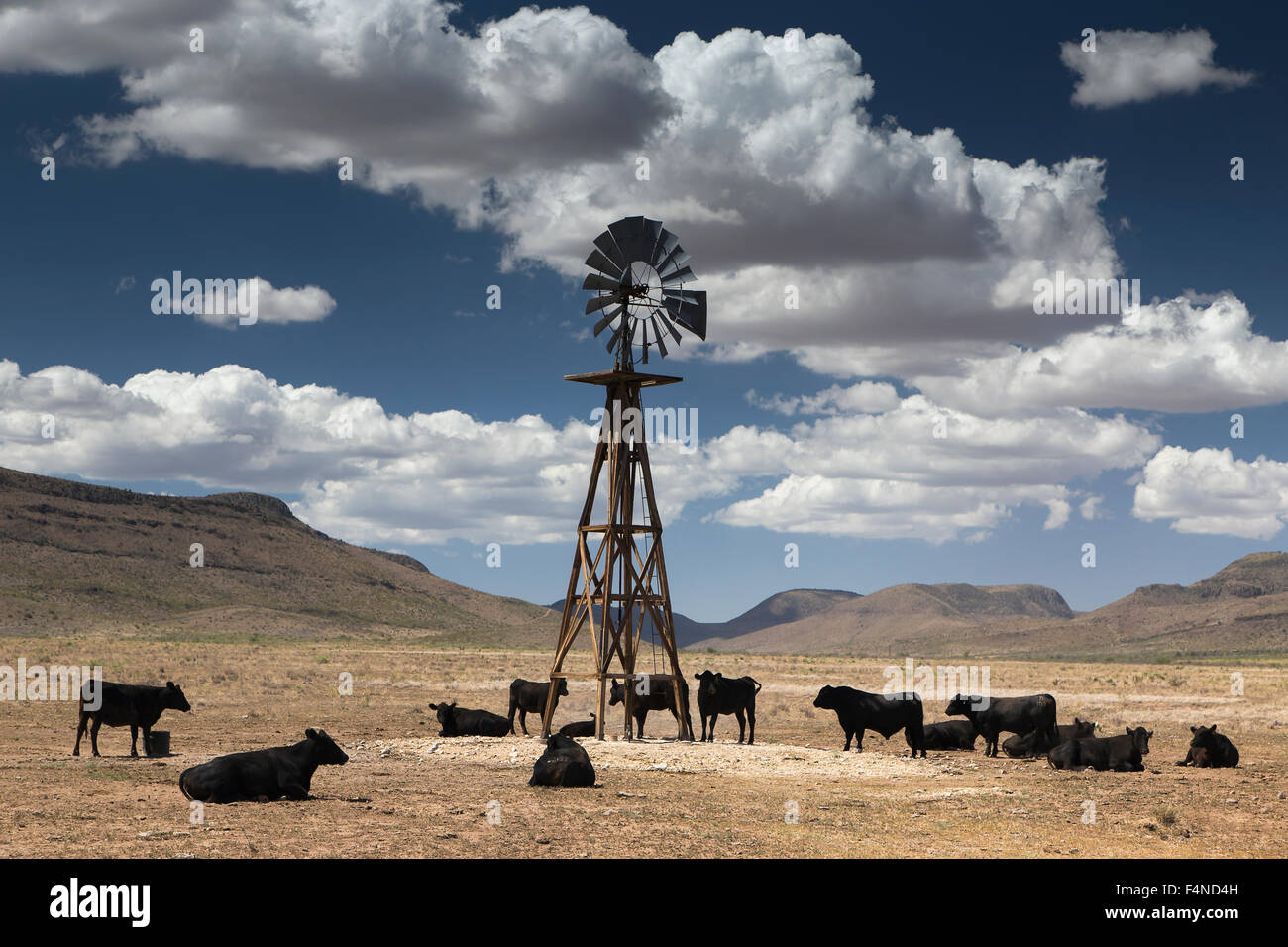 USA, Texas, cattle at water windmill Stock Photo - Alamy