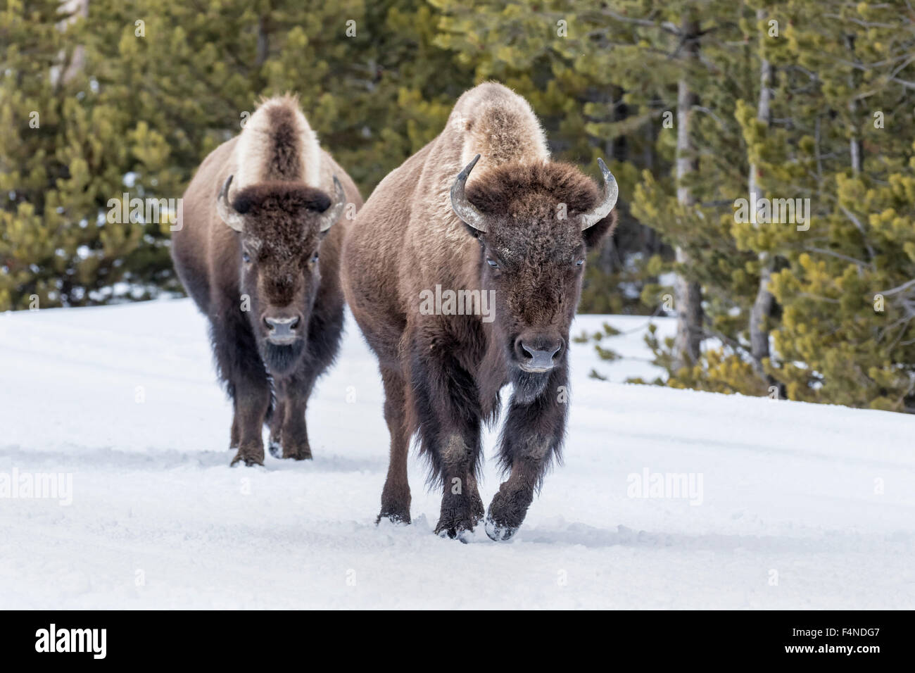 American buffalo north american species of bison hi-res stock ...