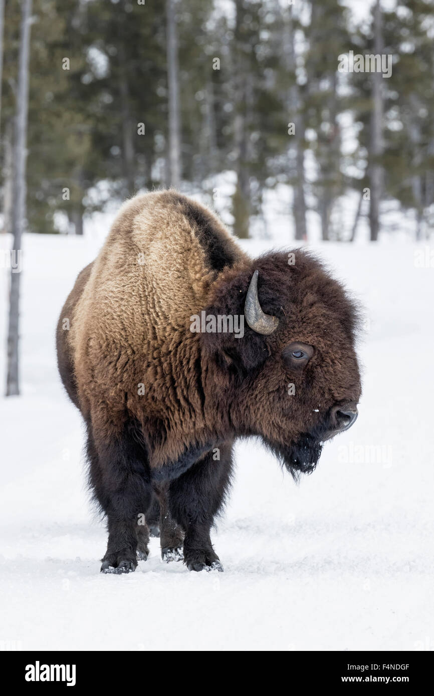Alpha male american bison hi-res stock photography and images - Alamy