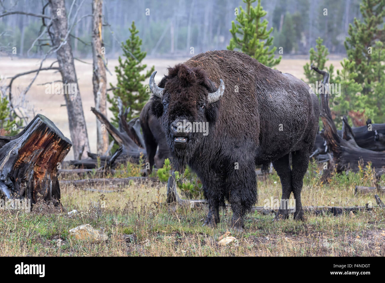 Bison bull adult yellowstone national hi-res stock photography and ...
