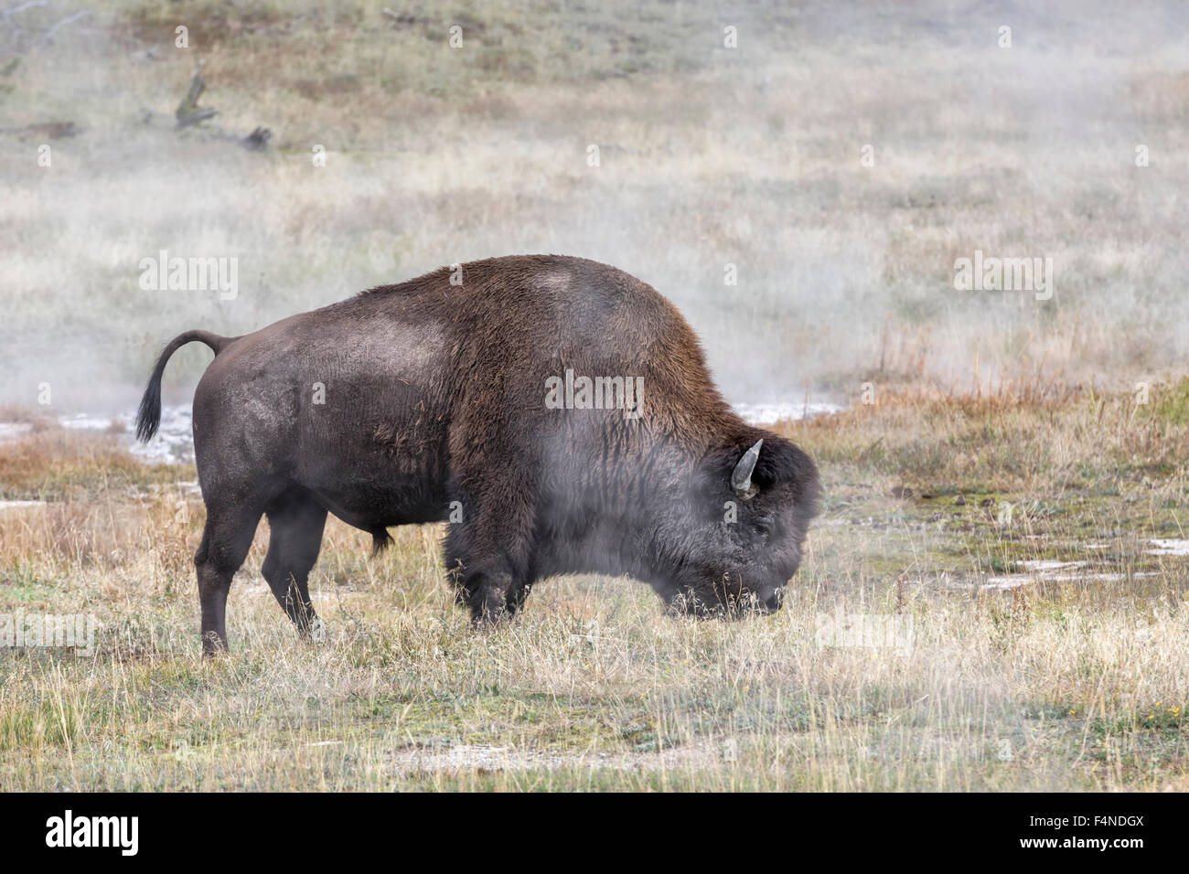 Alpha male american bison hi-res stock photography and images - Alamy
