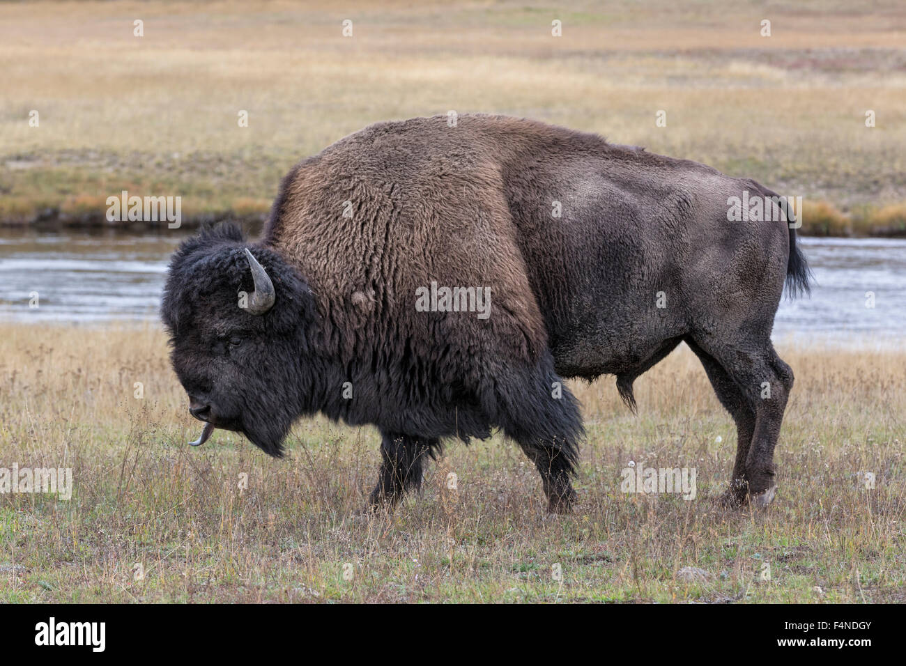 American Bison scent tasting Stock Photo - Alamy