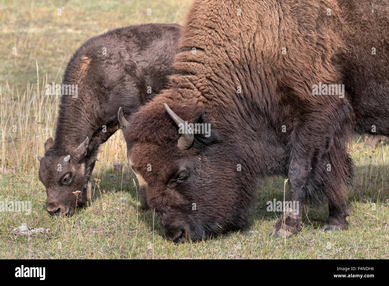 Bison yellowstone close up bull hi-res stock photography and images - Alamy