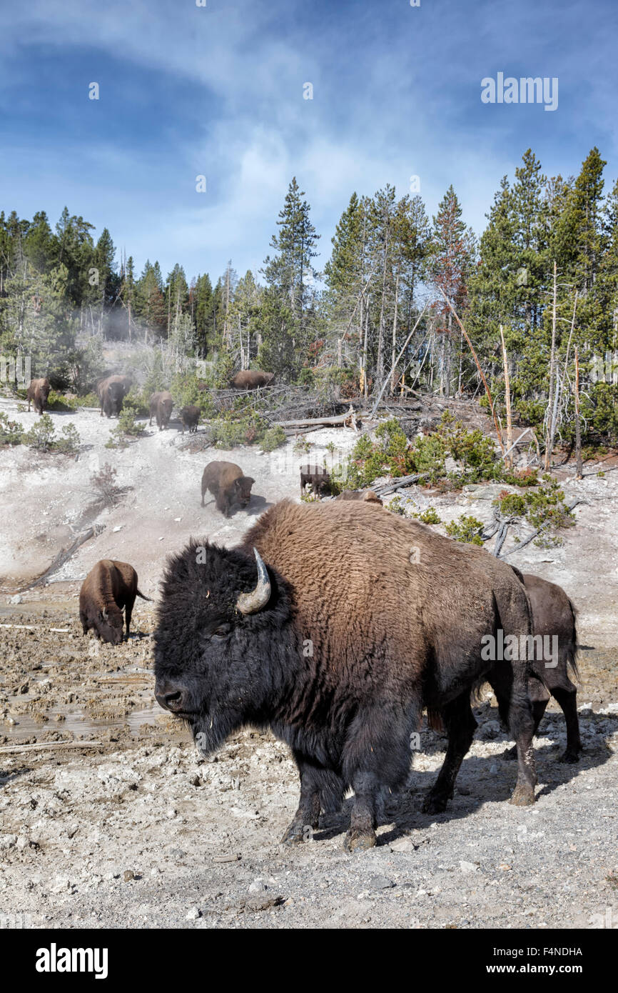 American bison herd hi-res stock photography and images - Alamy