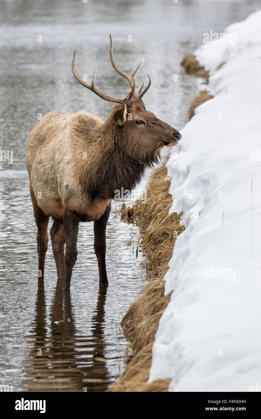 Yellowstone Bull Elk in winter - Cervus canadensis Stock Photo - Alamy