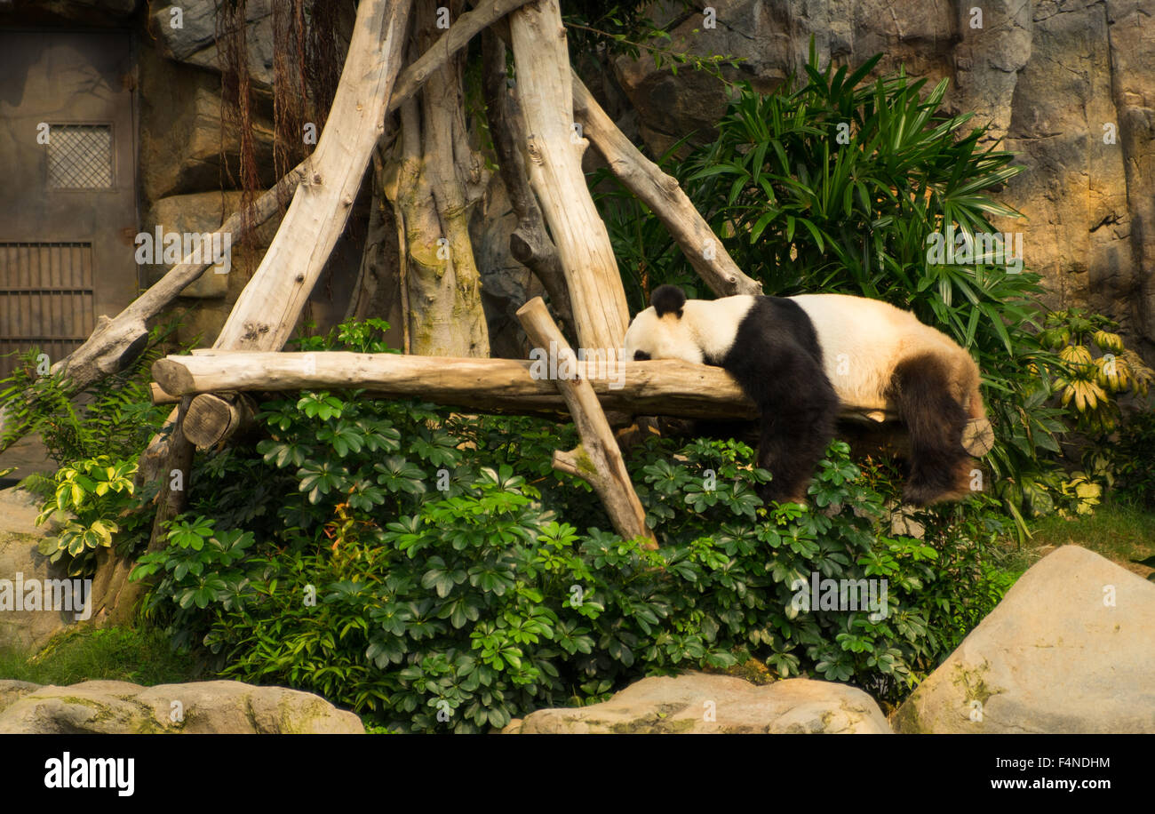 Panda resting on tree branches looking on in Ocean Park, Hong Kong ...