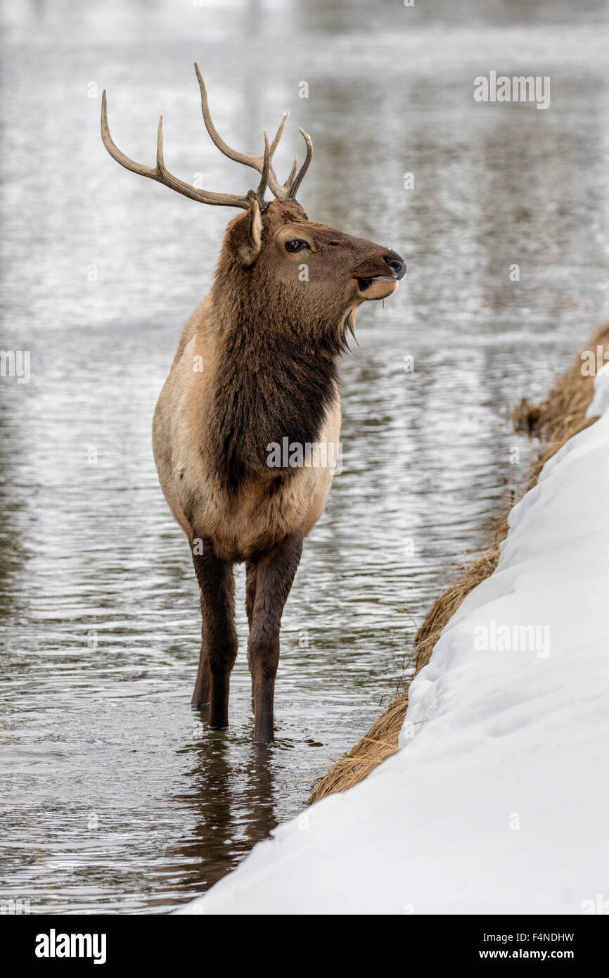 Yellowstone Bull Elk in winter - Cervus canadensis Stock Photo - Alamy