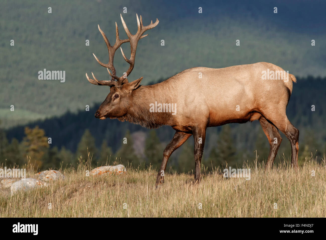 Wild bull bellow hi-res stock photography and images - Alamy
