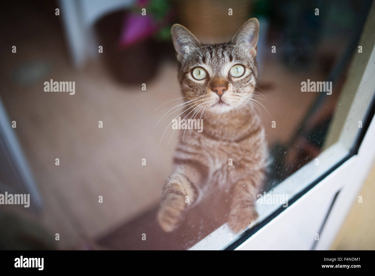 Tabby cat looking up through a window Stock Photo - Alamy