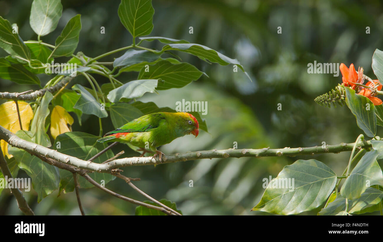 Ceylon Hanging-Parrot specie Loriculus beryllinus Stock Photo - Alamy