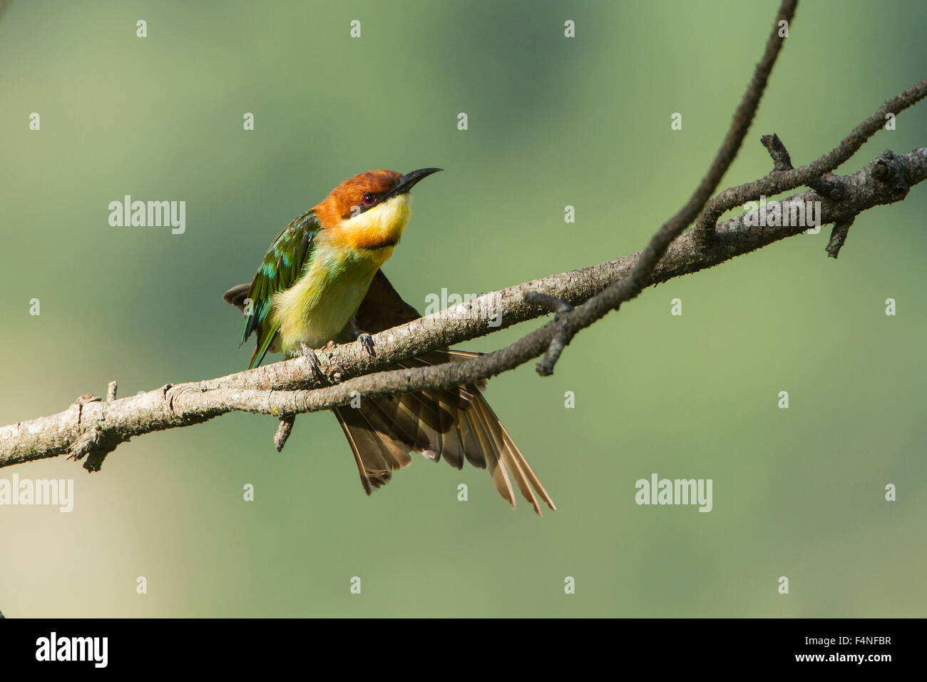 Chestnut headed bee eater hi-res stock photography and images - Alamy