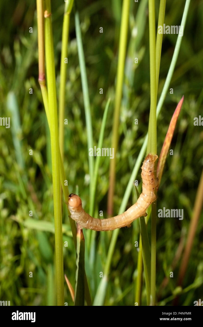 Species of invertebrates hi-res stock photography and images - Alamy