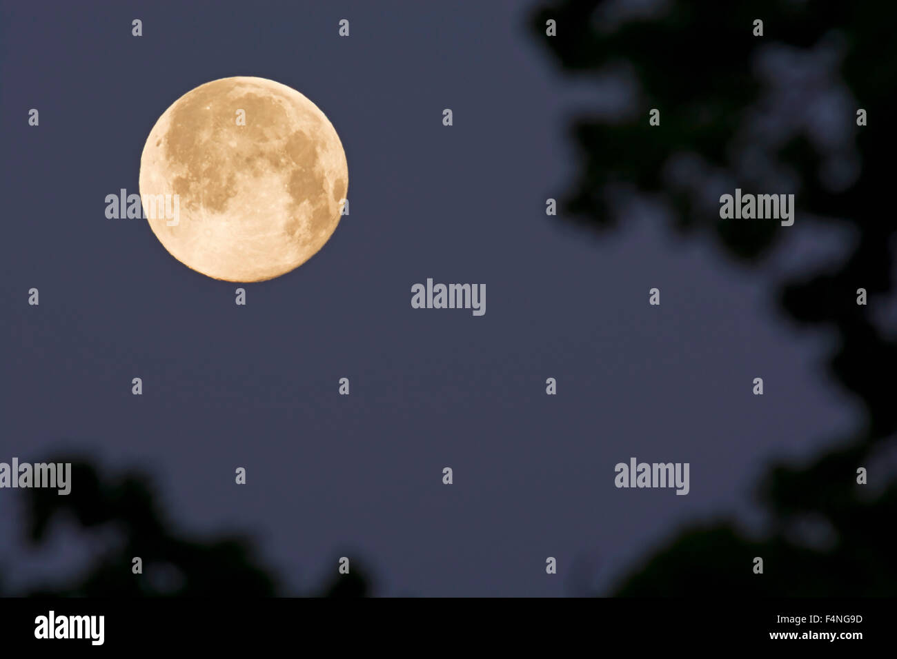 Germany, full moon in the morning Stock Photo - Alamy