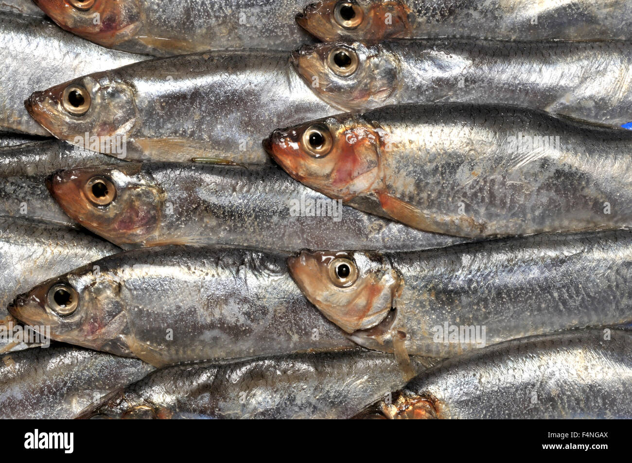 Sprat hi-res stock photography and images - Alamy