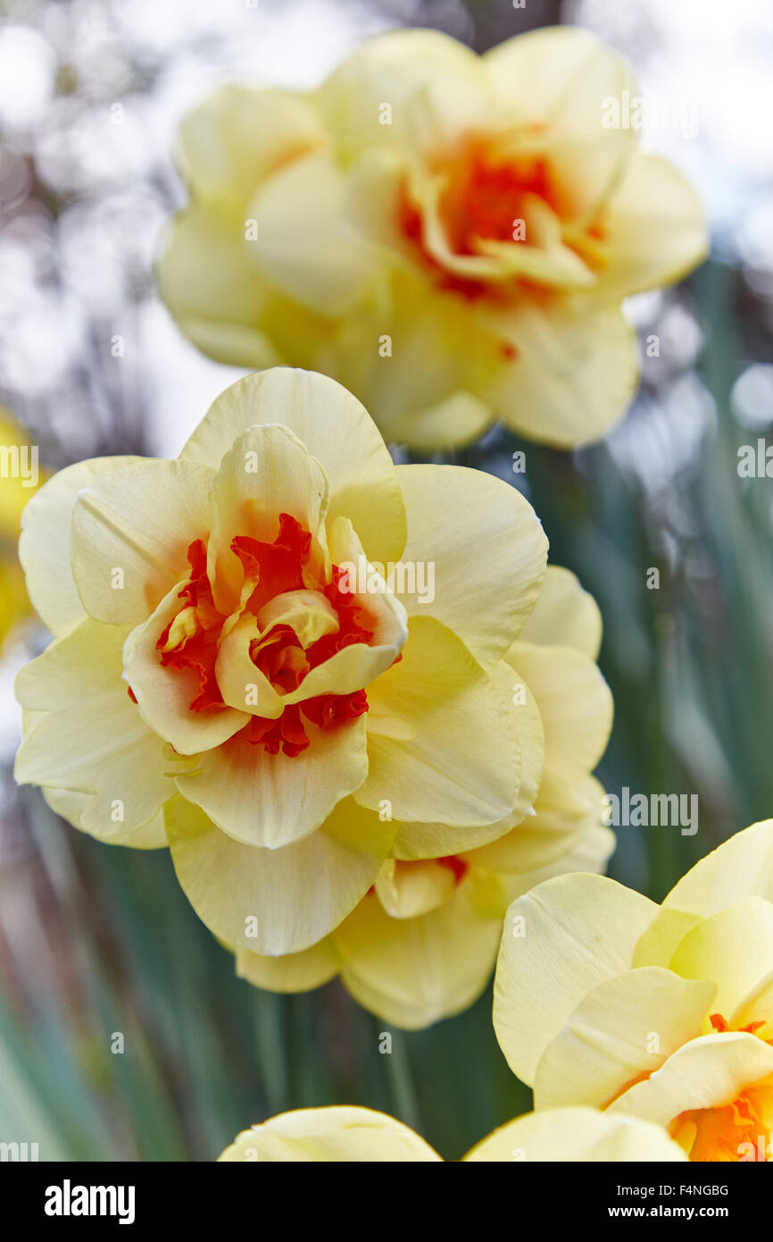 Daffodil with Yellow petals and orange frilly trumpet, ( narcissus ...