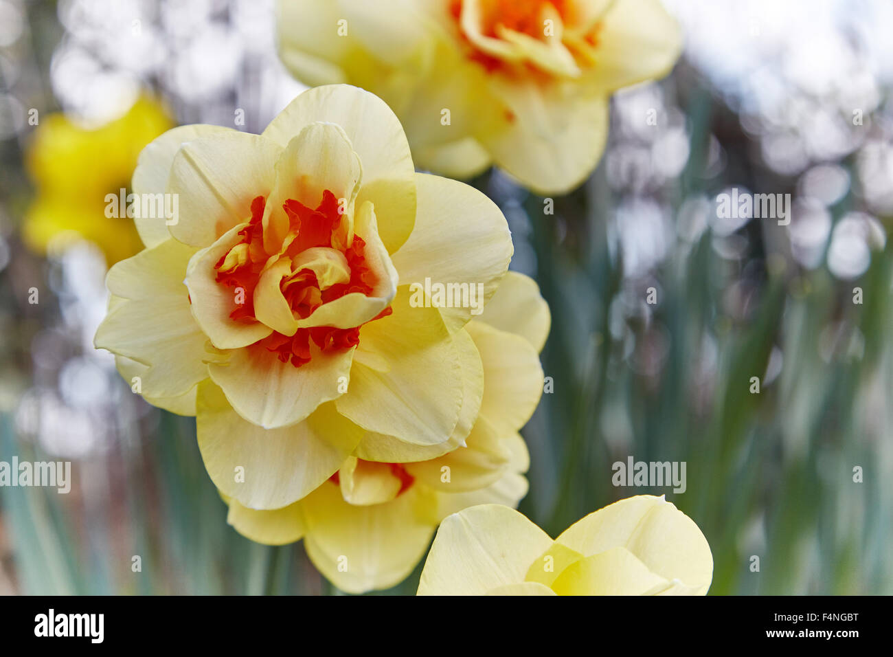 Orange trumpet yellow narcissus hi-res stock photography and images - Alamy