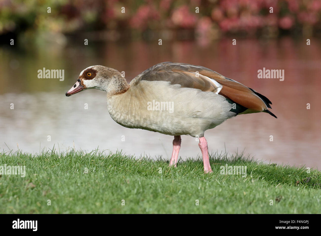 Egyptian goose, Alopochen aegyptiac,a single bird by water, Derbyshire ...