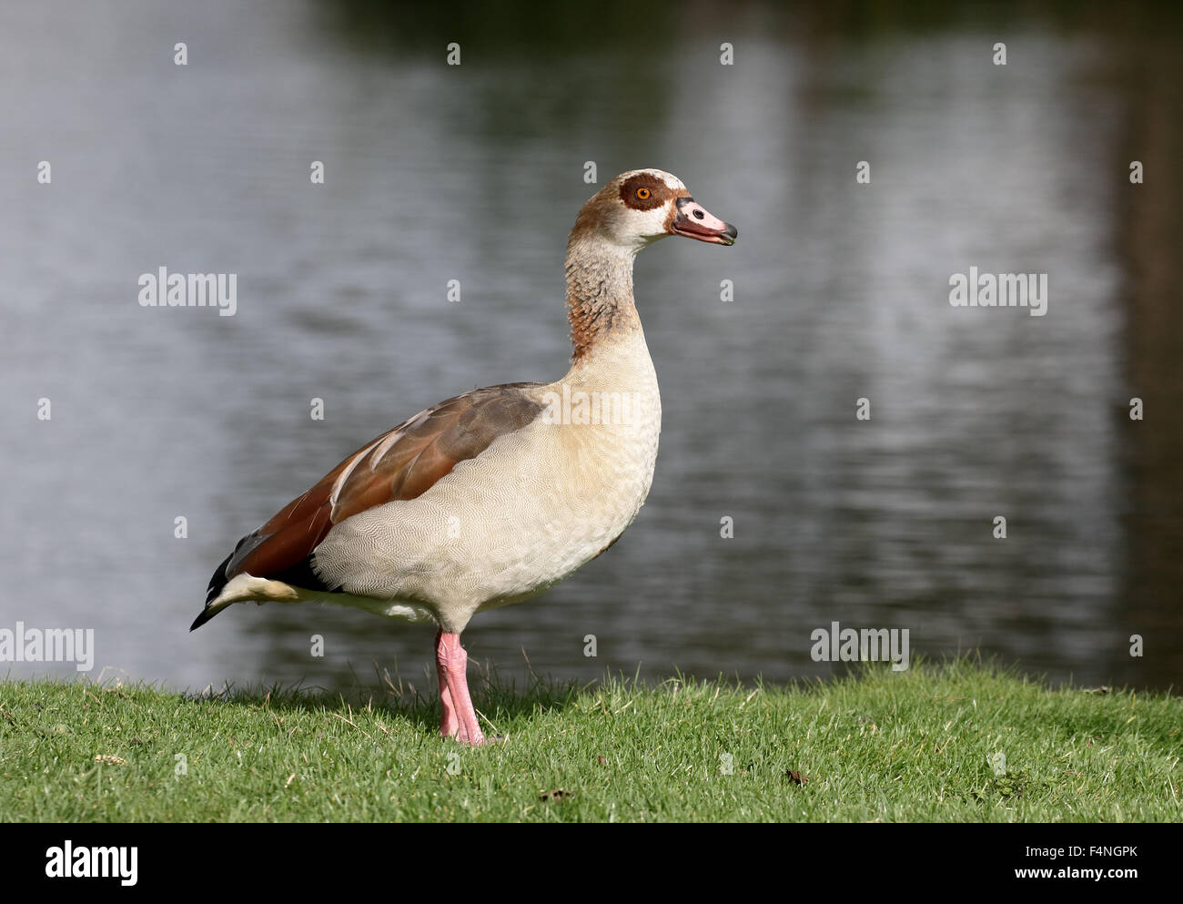 Egyptian goose hi-res stock photography and images - Alamy