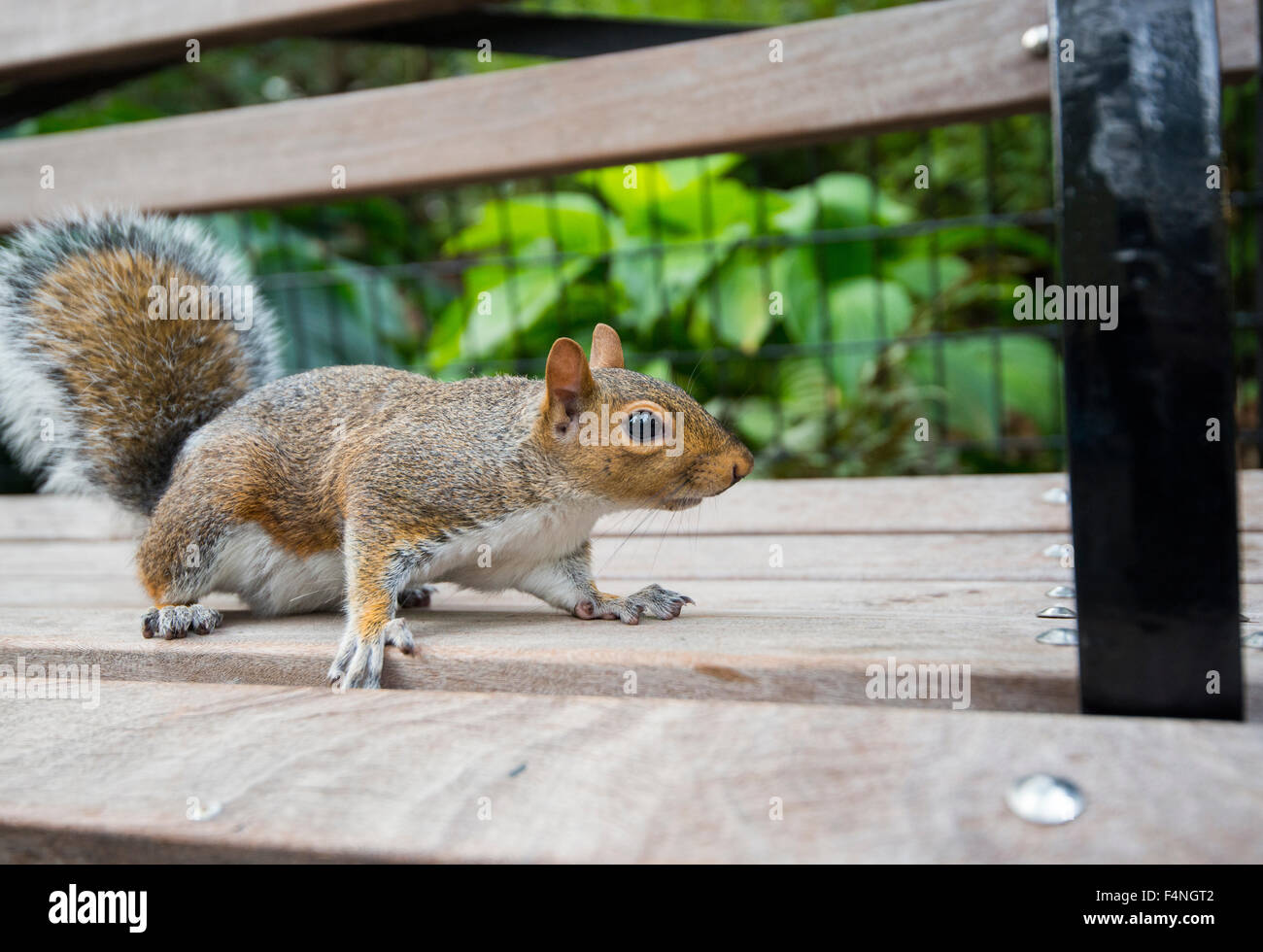 Squirrel on a bench in Madison Square Park, Manhattan New York City USA ...