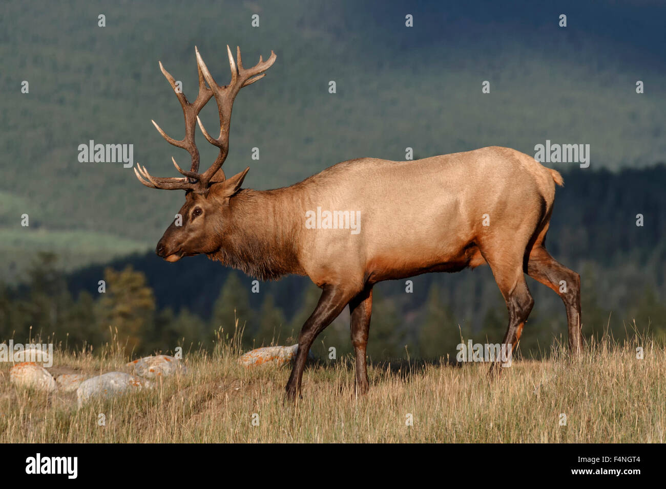 Wild bull bellow hi-res stock photography and images - Alamy