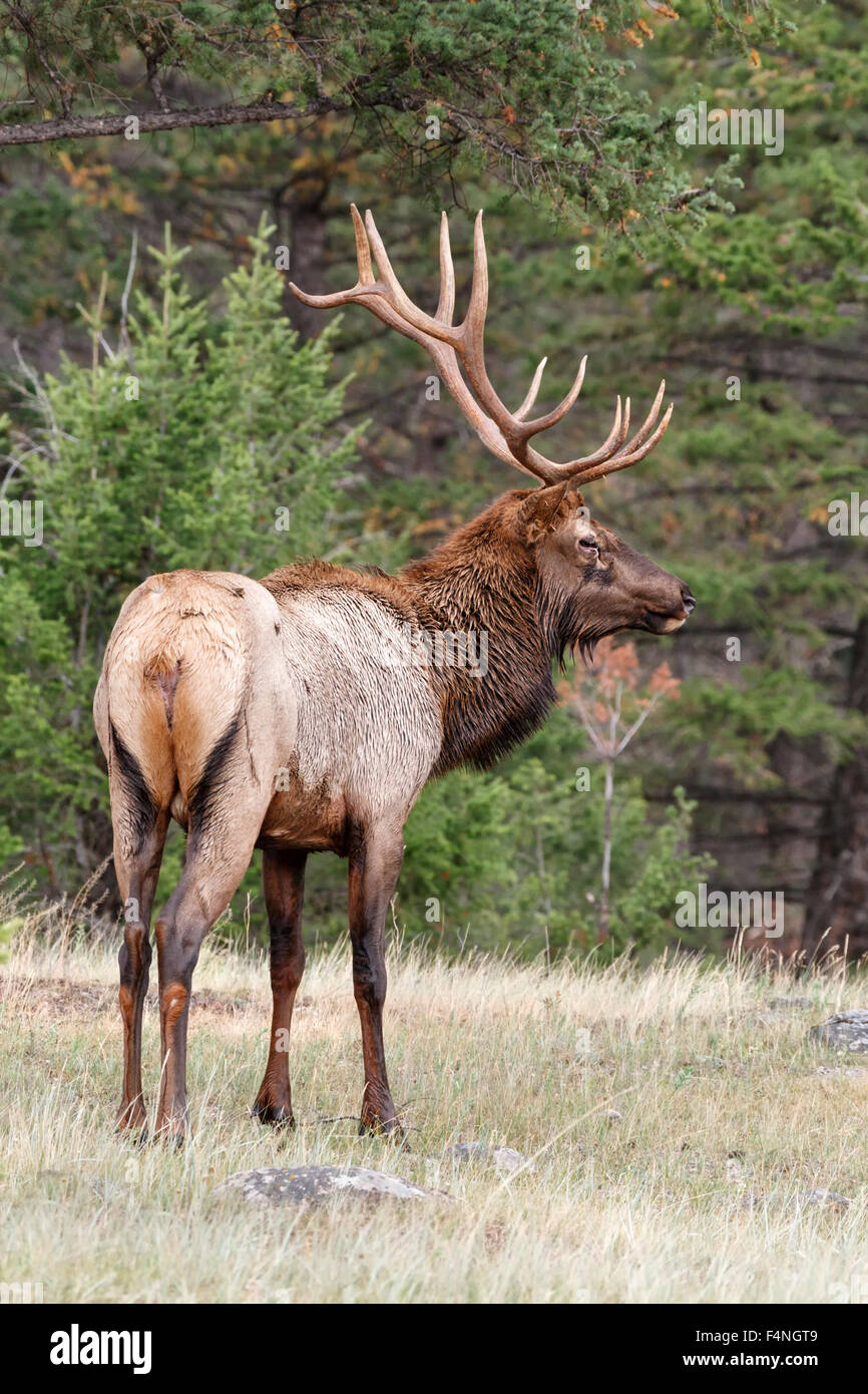 Wild bull bellow hi-res stock photography and images - Alamy