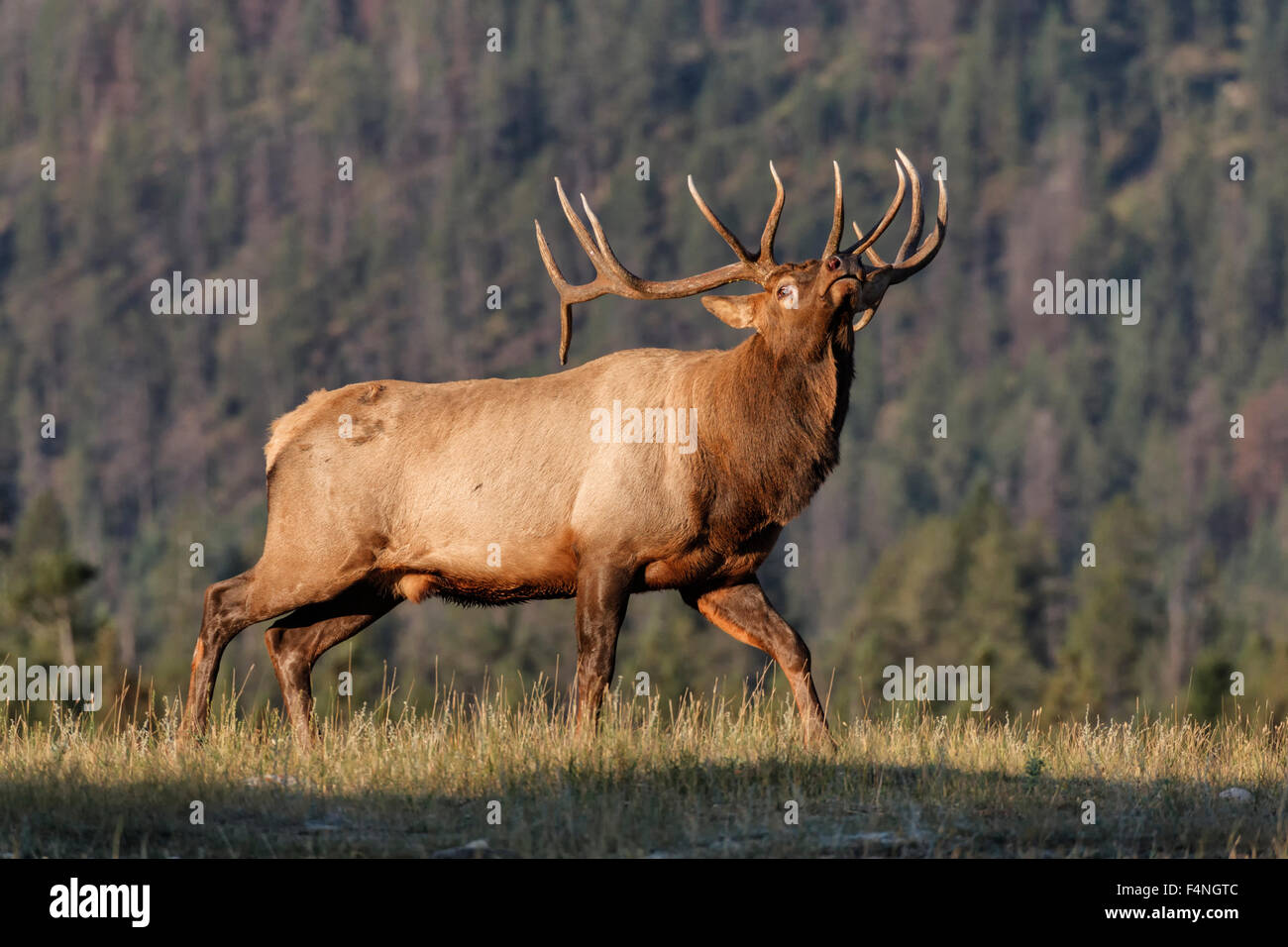Bull elk hi-res stock photography and images - Alamy