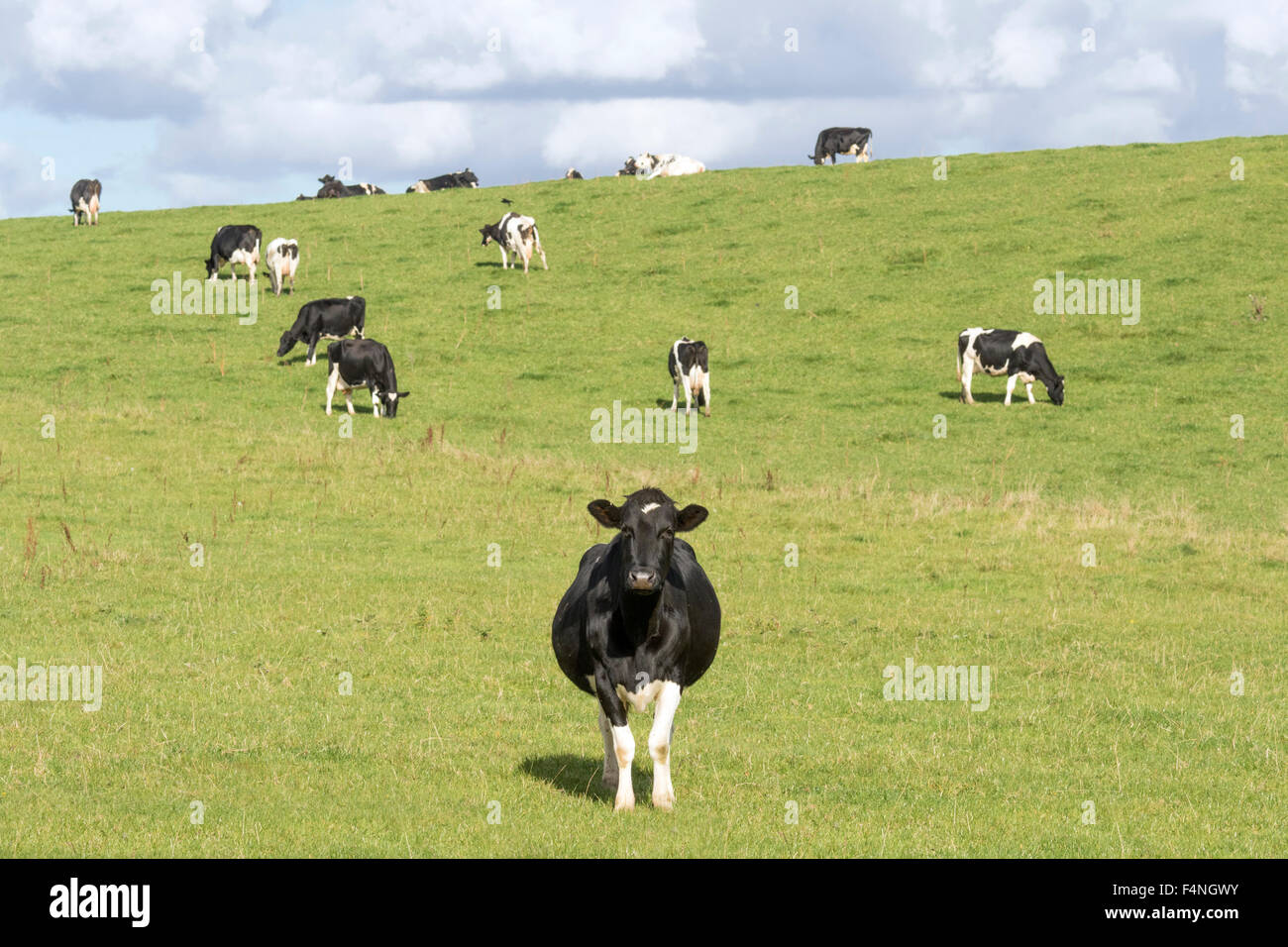 Friesian cattle on a British farm, England, UK Stock Photo - Alamy