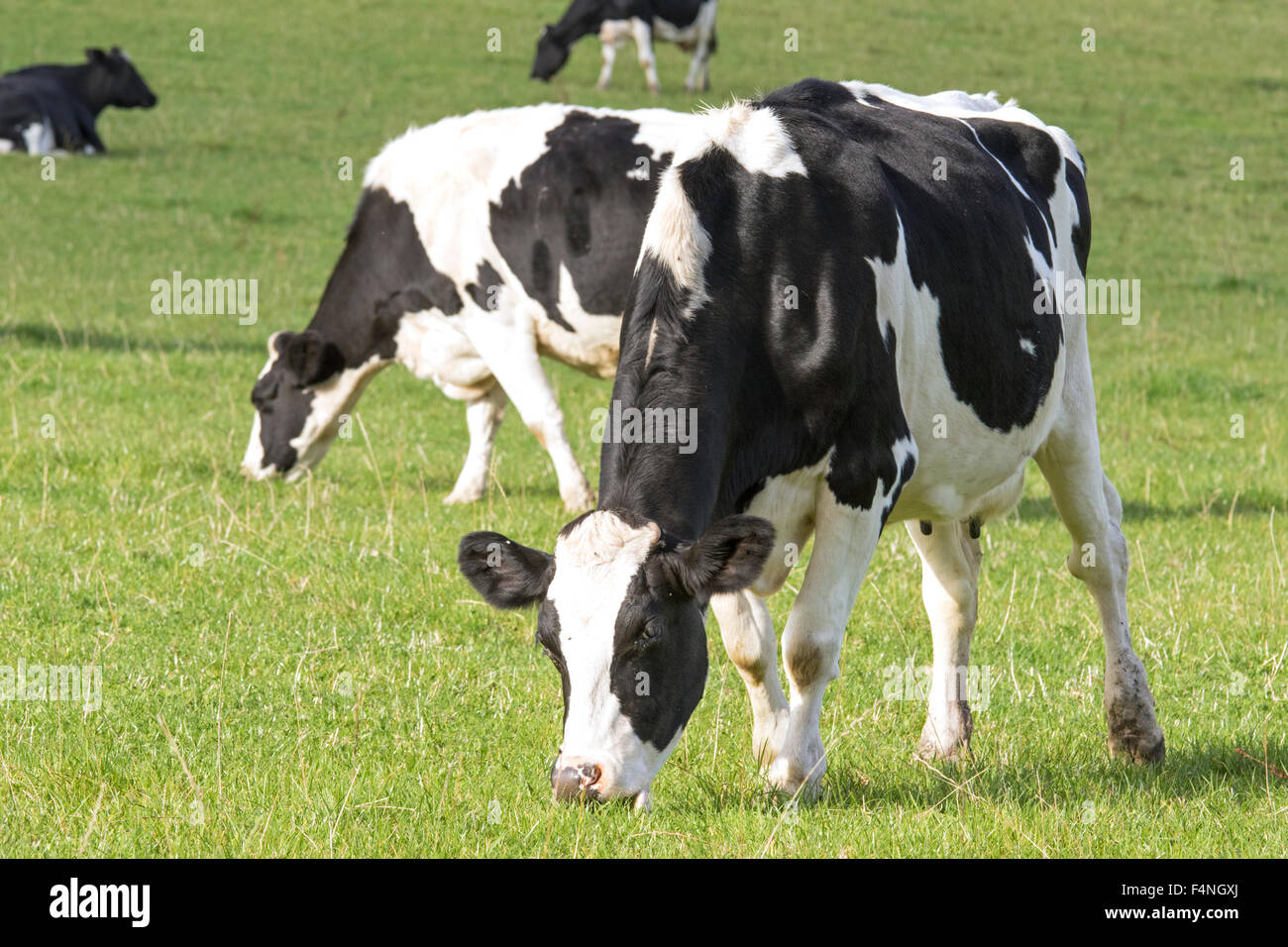 Friesian Cattle On British Farm High Resolution Stock Photography and ...