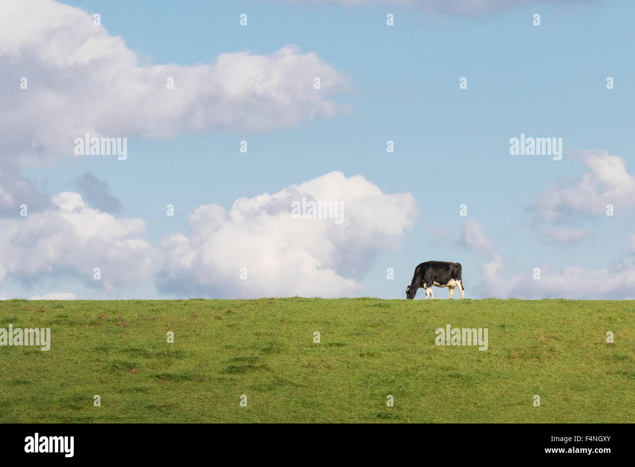 Friesian cattle on british farm hi-res stock photography and images - Alamy